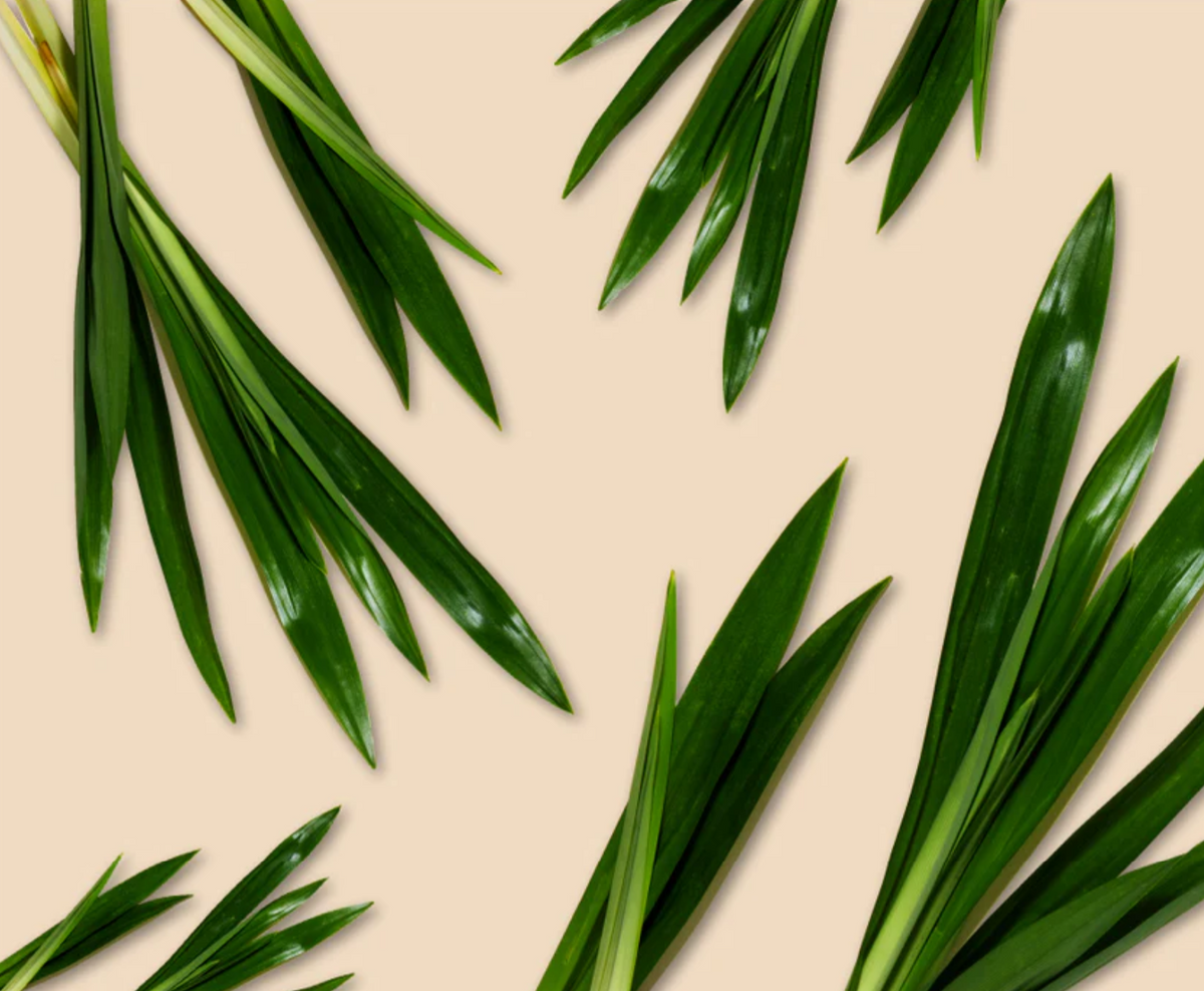 What is Pandan Leaves: Benefits, Uses, and Why It’s in Amazin' Graze ...